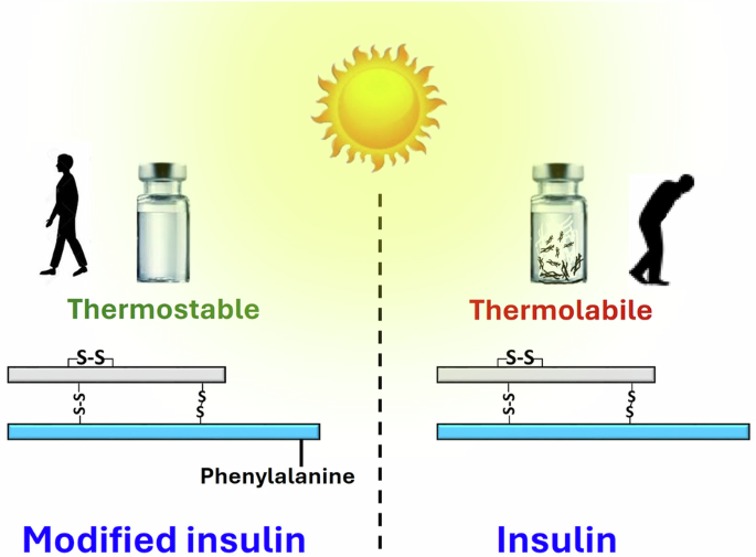 Synthesis of a highly thermostable insulin by phenylalanine conjugation ...