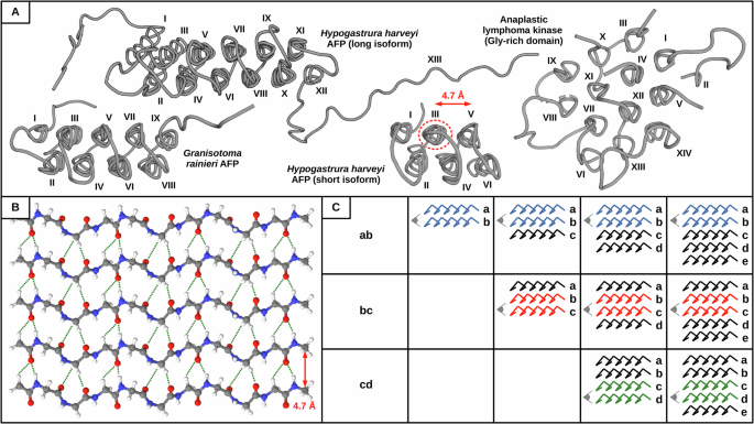 Hydrogen bonding patterns and cooperativity in polyproline II helical ...
