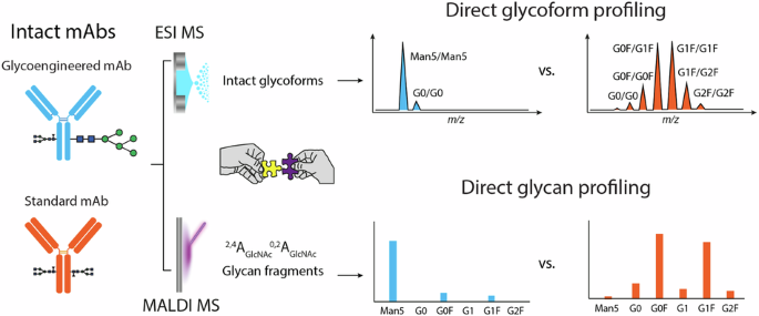 Direct glycosylation analysis of intact monoclonal antibodies combining ...