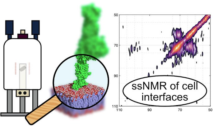 Interface-edited solid-state NMR to study cell interfaces ...