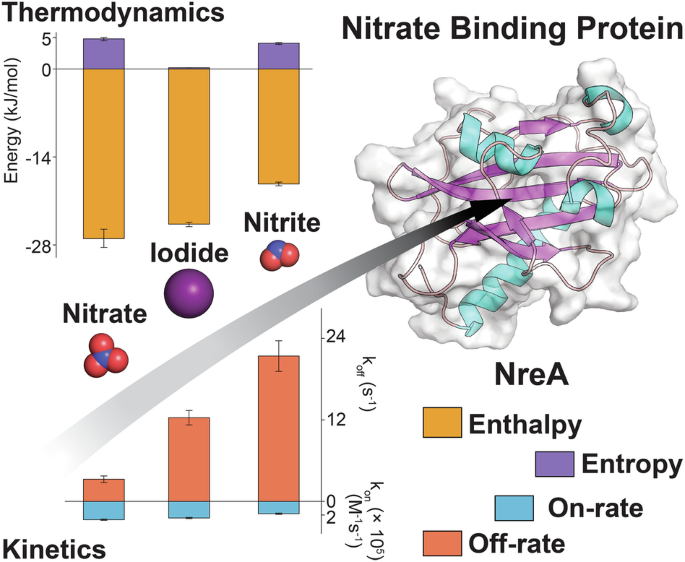 Probing the anion binding promiscuity of the soluble nitrate sensor ...