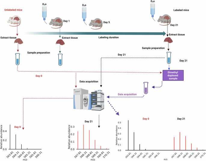 Duplexing metabolic deuterated water-labeled samples using dimethyl ...