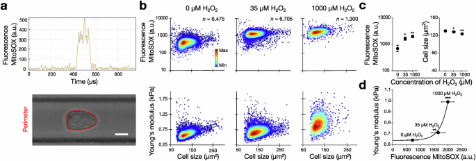 Cell stiffening is a label-free indicator of reactive oxygen species ...