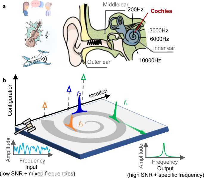 Separating, purifying and decoding elastic waves by mimicking a cochlea ...
