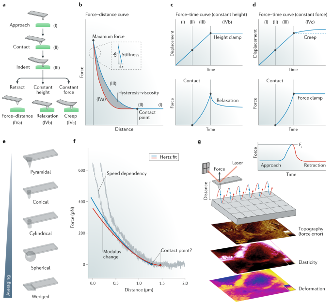 Atomic force microscopy-based mechanobiology | Nature Reviews Physics