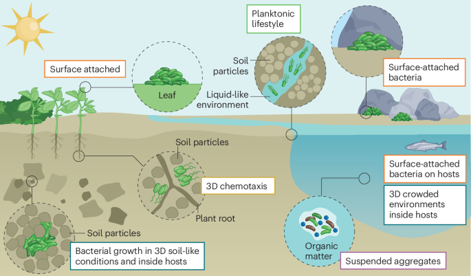 Colony Morphology Of Bacteria How To Describe Bacterial Colony