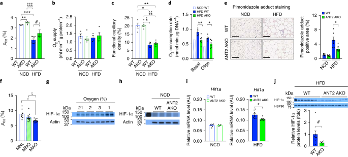 Knockdown of ANT2 reduces adipocyte hypoxia and improves insulin ...