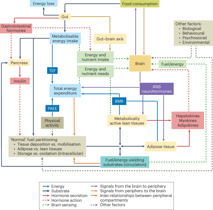 On the pathogenesis of obesity: causal models and missing pieces of the ...