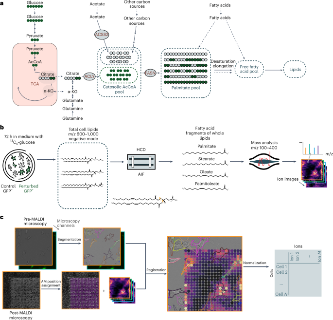 Spatial single-cell isotope tracing reveals heterogeneity of de novo ...