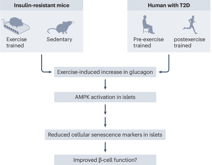 Exercise inhibits cellular senescence in pancreatic islets | Nature ...