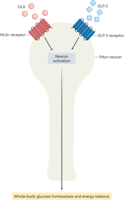 GLP-2 attenuates antipsychotics’ adverse metabolic effects | Nature ...