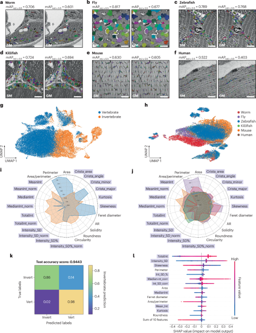 EMito-Metrix enables automated evaluation of mitochondrial morphology ...