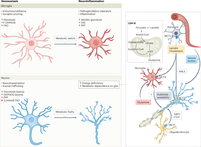 The metabolic engine of cognition: microglia–neuron interactions in ...