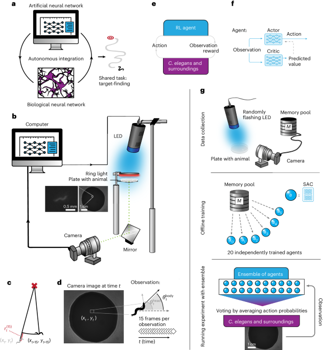 Discovering neural policies to drive behaviour by integrating deep ...