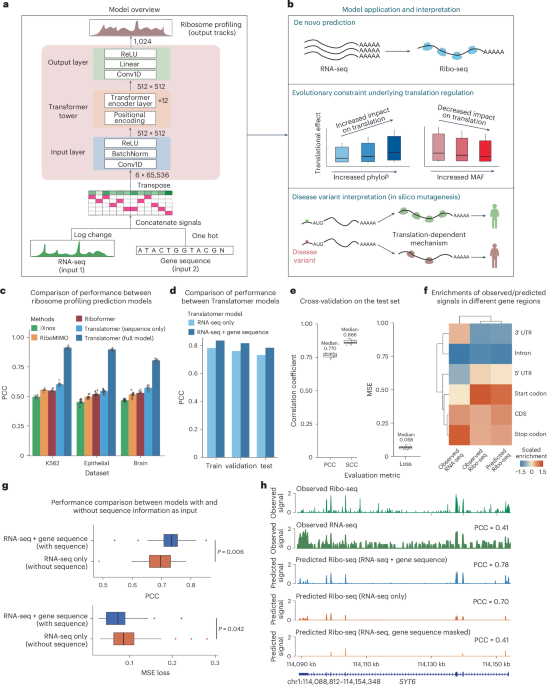 Deep learning prediction of ribosome profiling with Translatomer ...