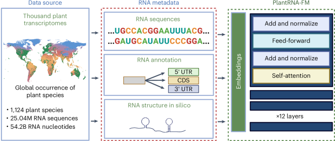 An interpretable RNA foundation model for exploring functional RNA motifs in plants | Nature ...