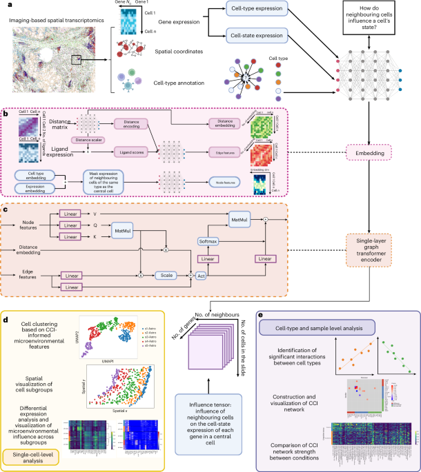 Inferring spatial single-cell-level interactions through interpreting ...