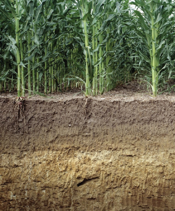 Microbial resistance in agricultural subsoils | Nature Food