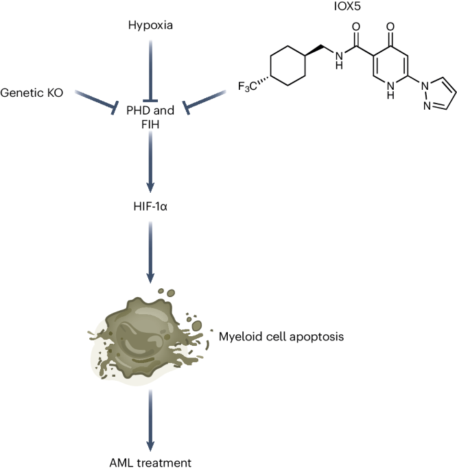 Targeting HIF-1 to treat AML | Nature Cancer
