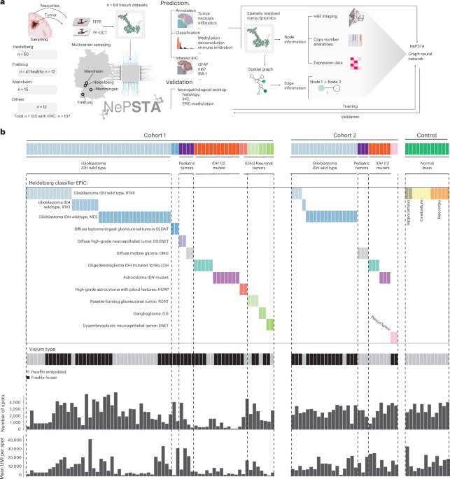 Spatially resolved transcriptomics and graph-based deep learning improve accuracy of routine CNS ...