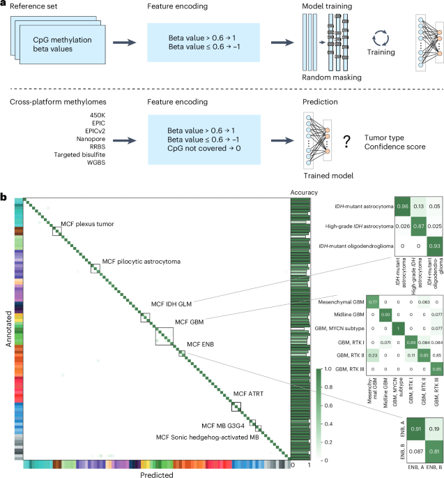 crossNN is an explainable framework for cross-platform DNA methylation-based classification of ...