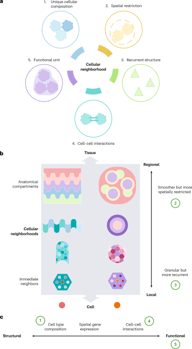 Cellular neighborhoods in cancer | Nature Cancer