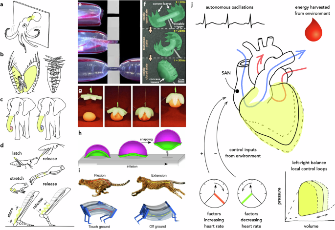 Bio-inspired autonomy in soft robots | Communications Materials