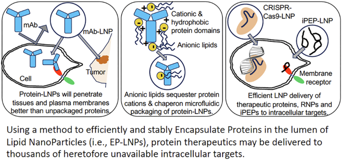Anionic lipids direct efficient microfluidic encapsulation of stable ...