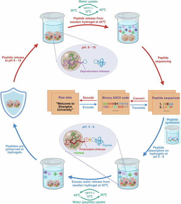 High-capacity information storage using peptide-encapsulated hydrogels ...