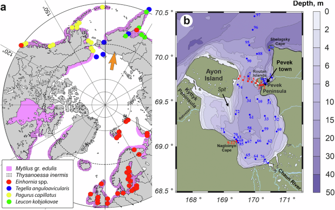 A unique warm–water oasis in the Siberian Arctic’s Chaun Bay sustained ...