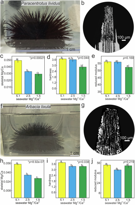 Calcium-rich seawater affects the mechanical properties of echinoderm ...