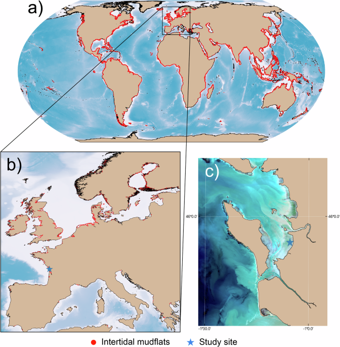 Warming could shift the phenological responses of benthic microalgae in ...