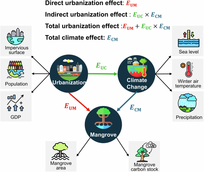 Coastal urbanization may indirectly positively impact growth of ...