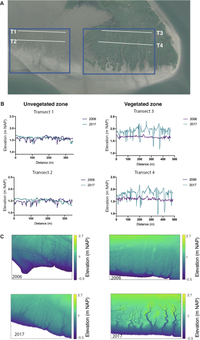 Vegetation traits and biogeomorphic complexity shape the resilience of ...