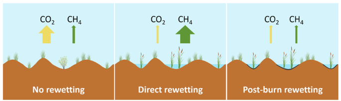 Controlled burning of peat before rewetting modifies soil chemistry and ...