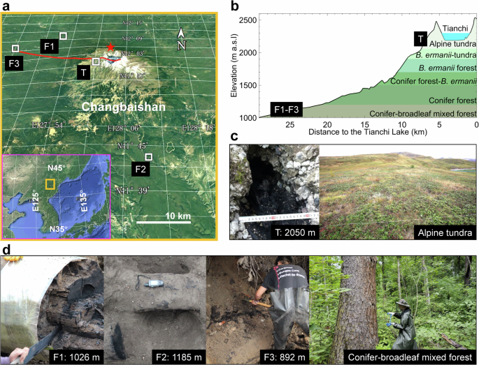 Impacts of the Millennium Eruption and climate change on vegetation ...