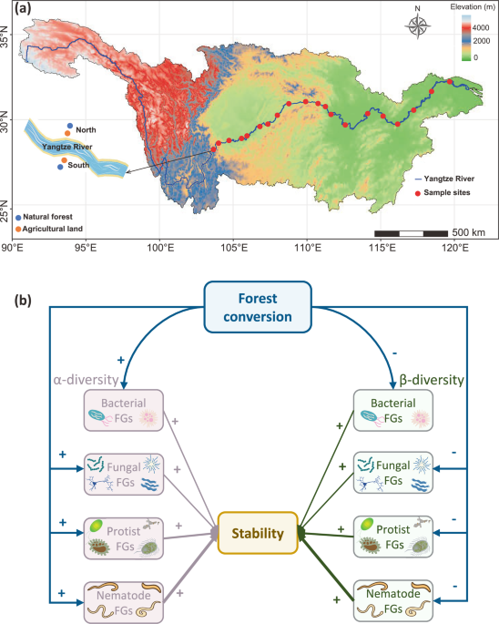 Forest conversion-induced soil biota homogenization destabilizes ...