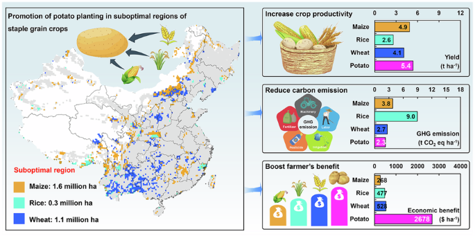 Promoting potato as a substitute in low-yield regions for grain crops ...