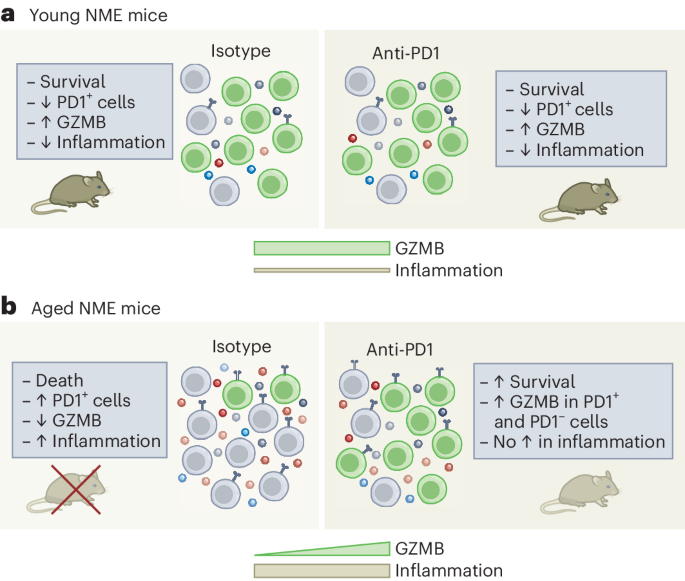 Immune-checkpoint blockade protects aged mice from infection | Nature Aging