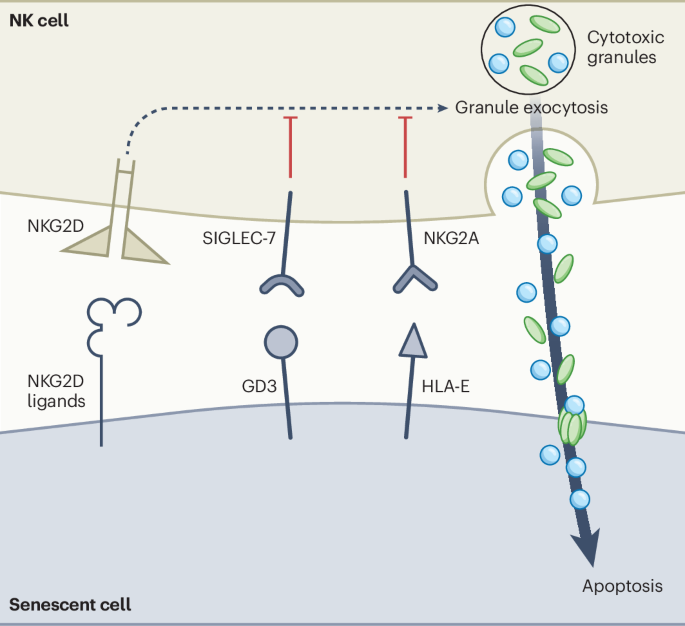 GD3 ganglioside checkpoints in immune surveillance of senescent cells ...
