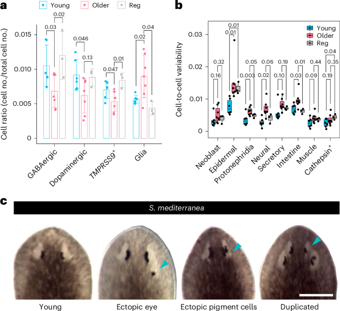 Aging, regeneration and whole-body rejuvenation in long-lived ...