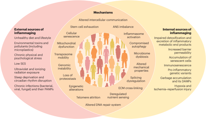 Toward precision interventions and metrics of inflammaging | Nature Aging