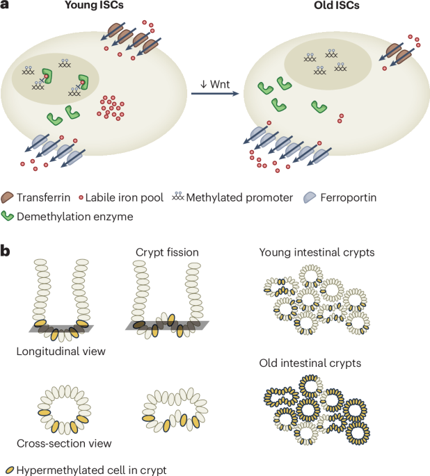 Revealing epigenetic drift in intestinal pathogenesis with age | Nature ...