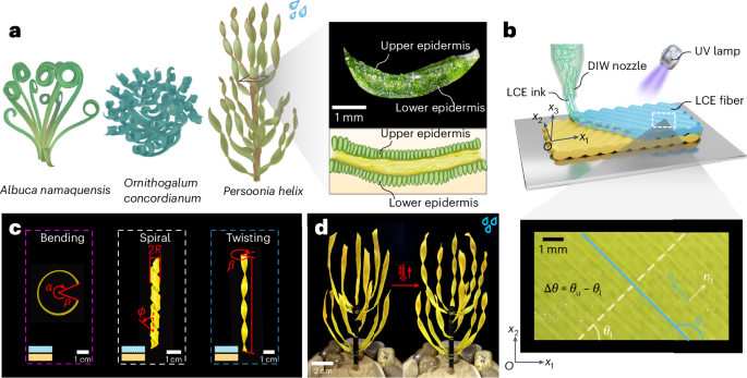 Xeric plants inspire adaptable liquid crystal elastomers for water ...