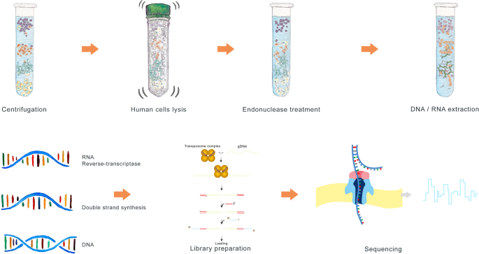 Unified metagenomic method for rapid detection of microorganisms in ...