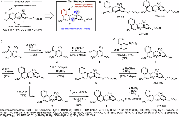 Synthesis and preclinical testing of a selective beta-subtype agonist ...