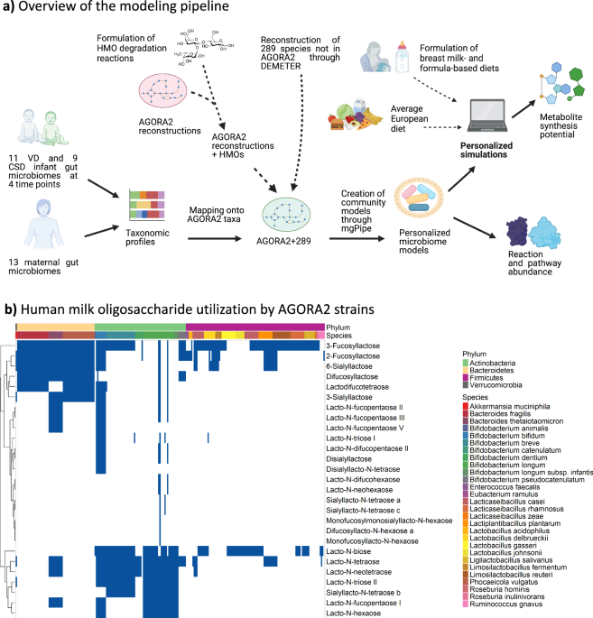Personalized modeling of gut microbiome metabolism throughout the first ...