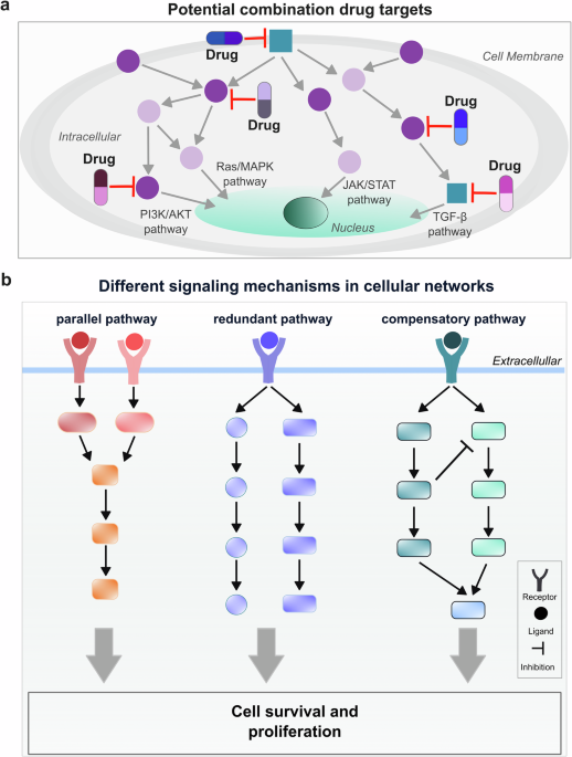 Discovering anticancer drug target combinations via network-informed ...