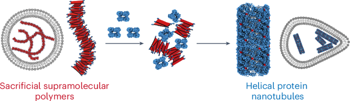 Helical protein nanotubules assembled from sacrificial supramolecular ...