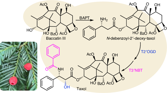 Elucidation of the final steps in Taxol biosynthesis and its ...